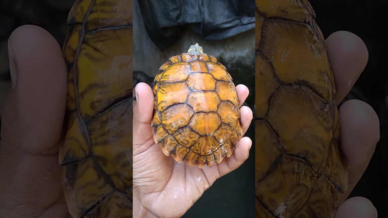 KURA2 yellow belly super cerah,,KURA2 angkringan bulus dan kura , bukan ...