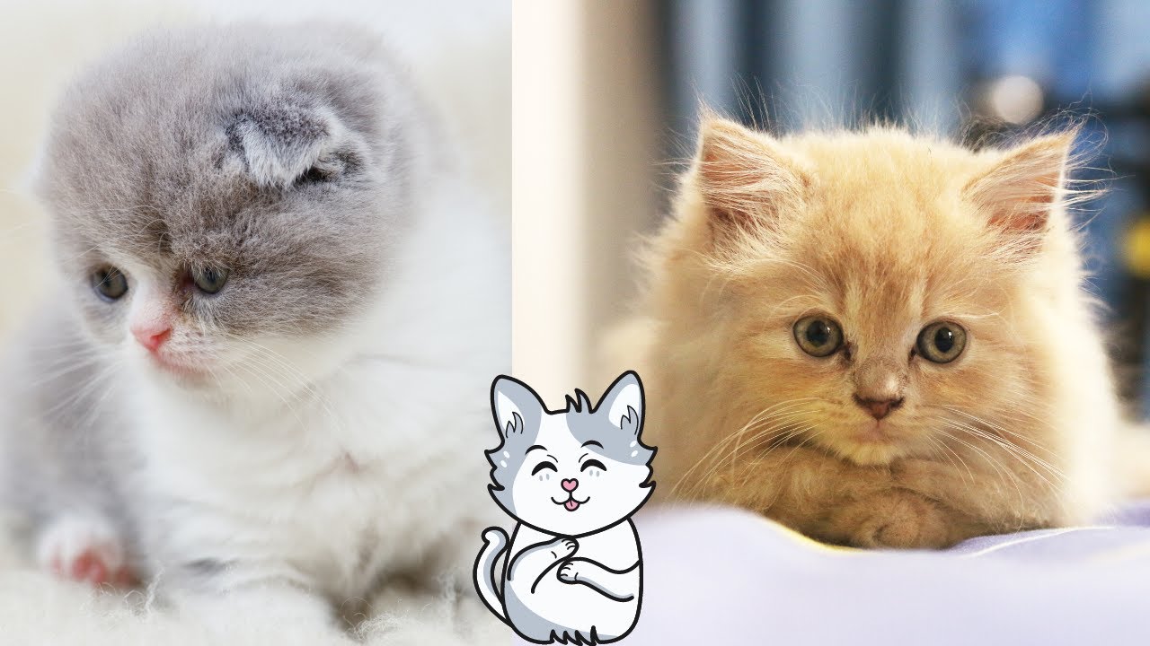 Cute Cat: Cute Animals - Cute cat compilation - YouTube