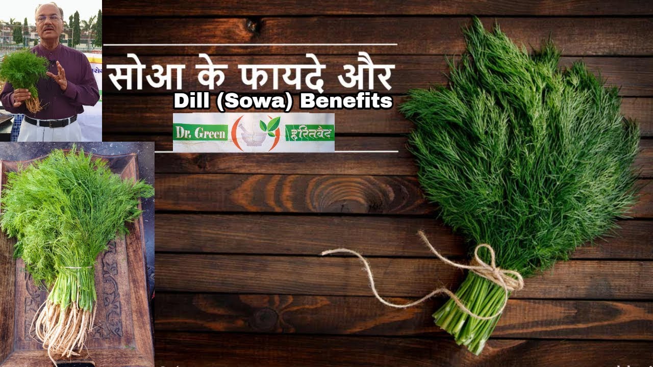 Suva Dana Benefits in hindi सोआ के फायदे( સુવાભાજી) DR HITESH JANI(Dr ...