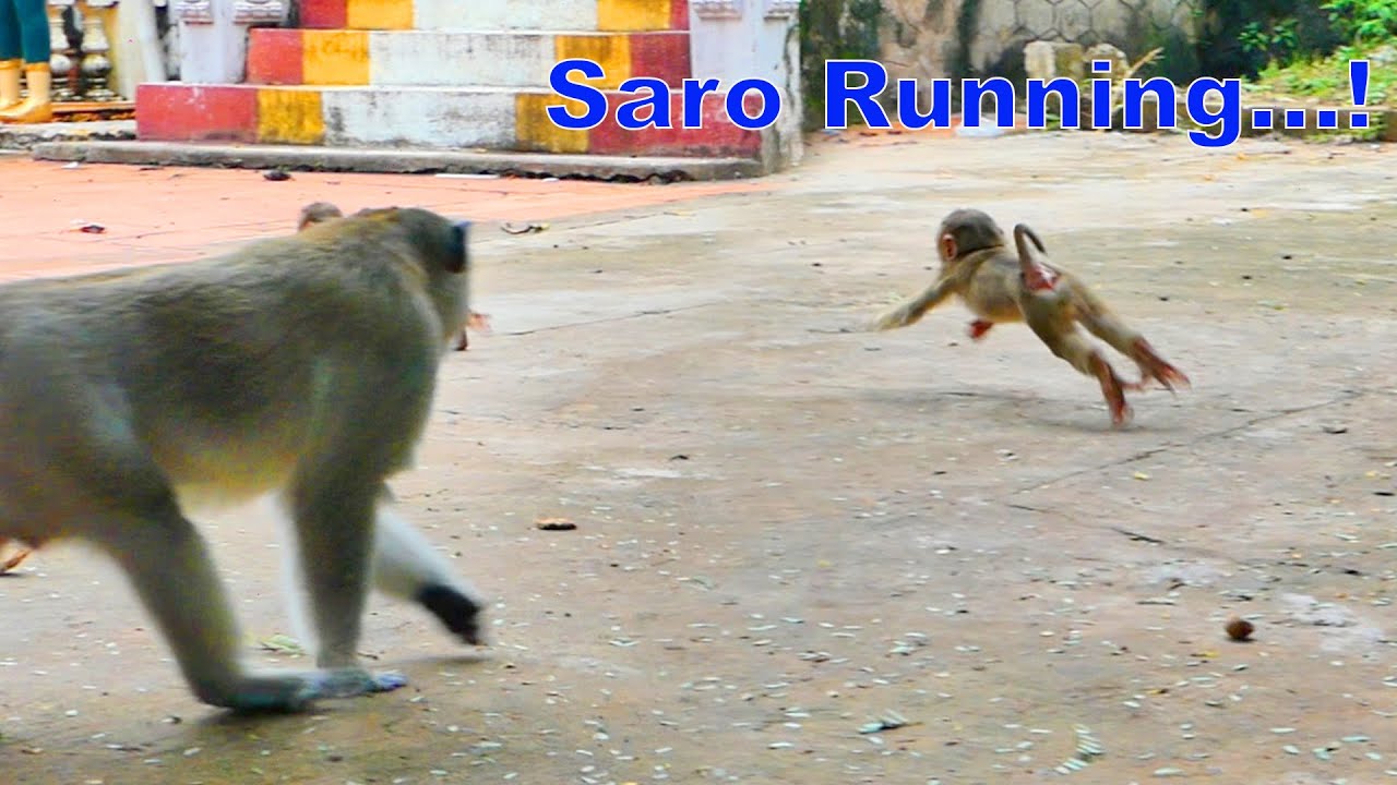 oh my god....Little Monkey SARO Running Super Fast / He Seeing The Big ...
