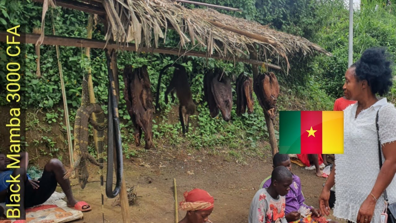 My first Bushmeat experience, Cameroon Road Trip Part 1 - YouTube