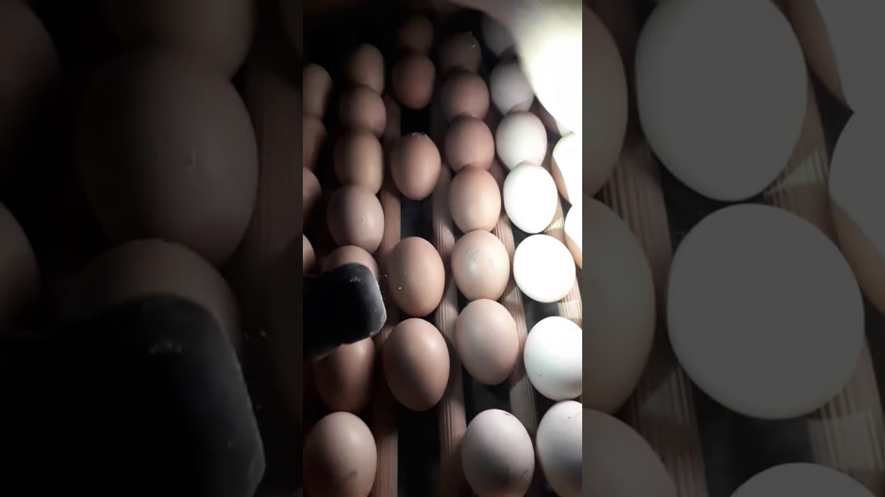 LYSING AV EGG - YouTube