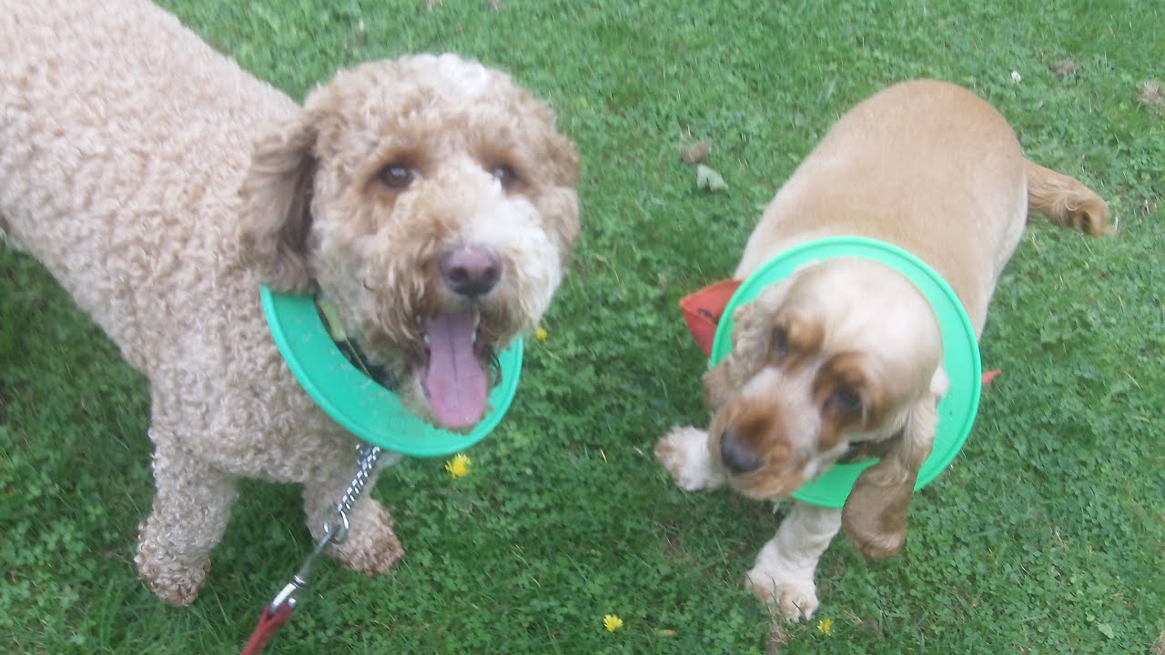 Cocker Willow & Cockapoo Benji. - YouTube