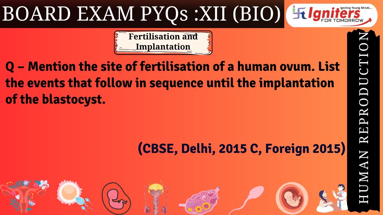 Mention the site of fertilisation of a human ovum. List the events that ...