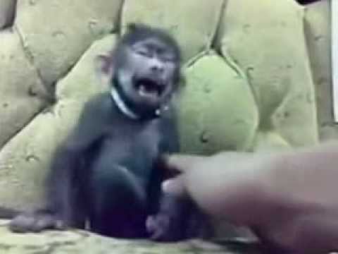 maymunun gulmesi cok komik