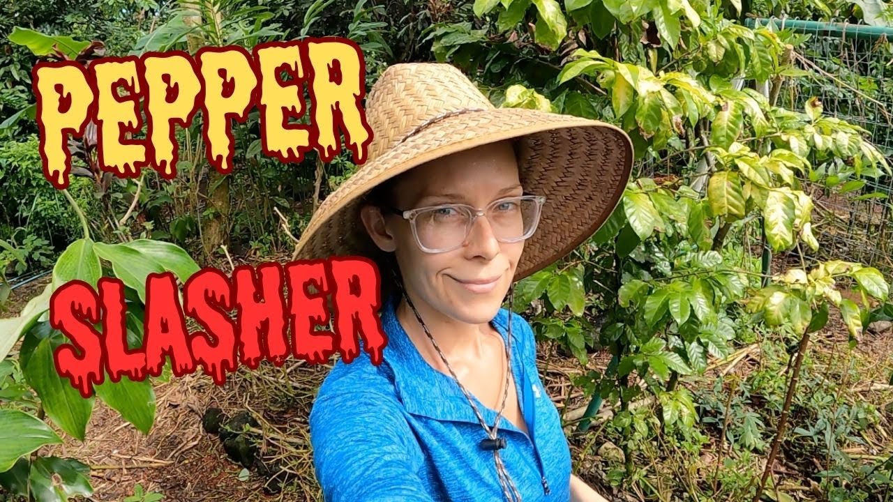 Pepper Slasher! Pruning management of 5 year old peppers - YouTube