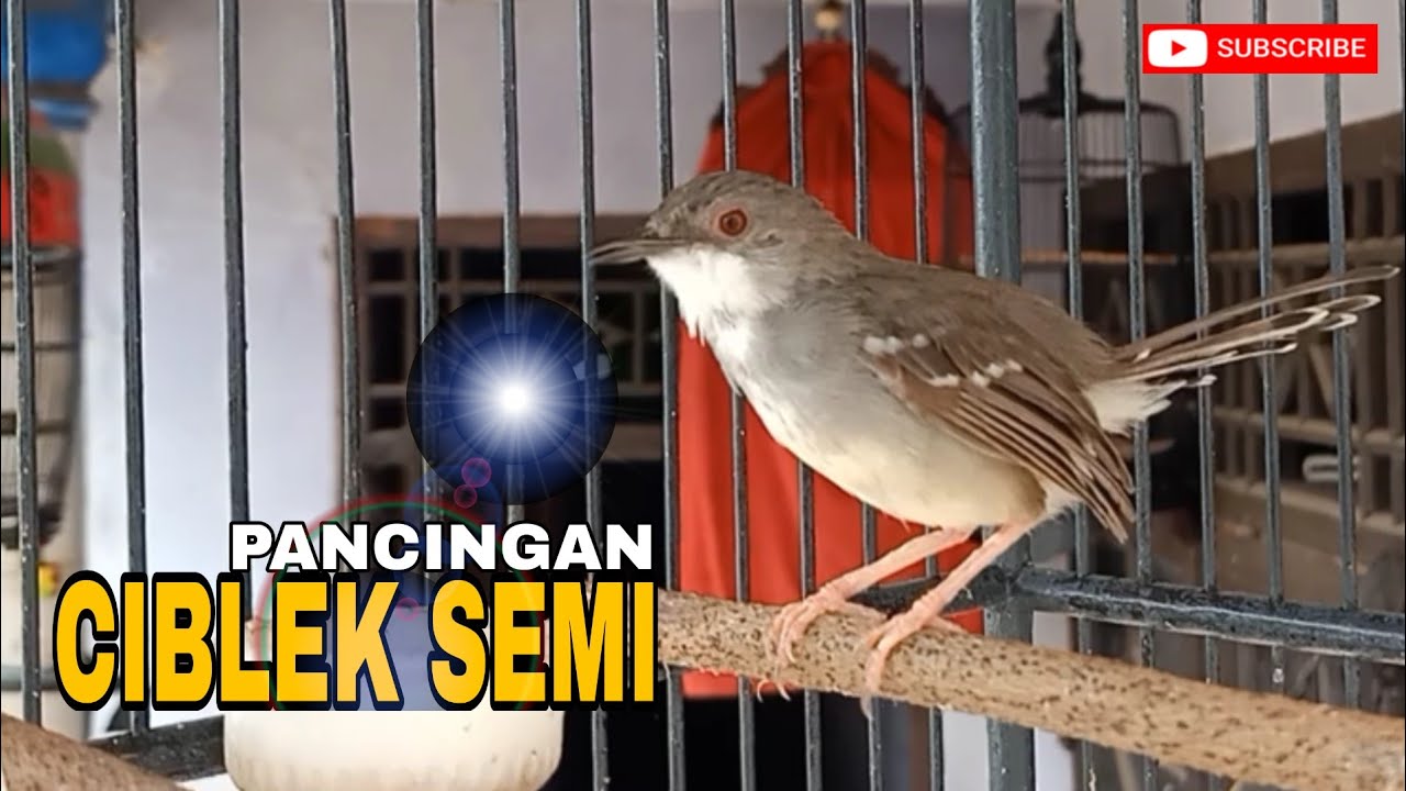 ciblek semi gacor, putar PAGI SORE ciblek semi BISU pasti cepat gacor ...