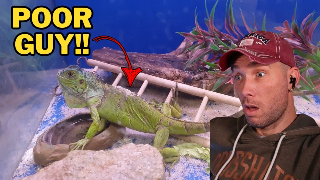 Graham Family Reacts Rescues an Iguana..... - YouTube