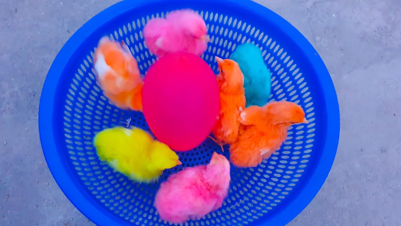 Catch millions of cute chickens,Colorful Chickens,Rainbow chickens,Cute ...