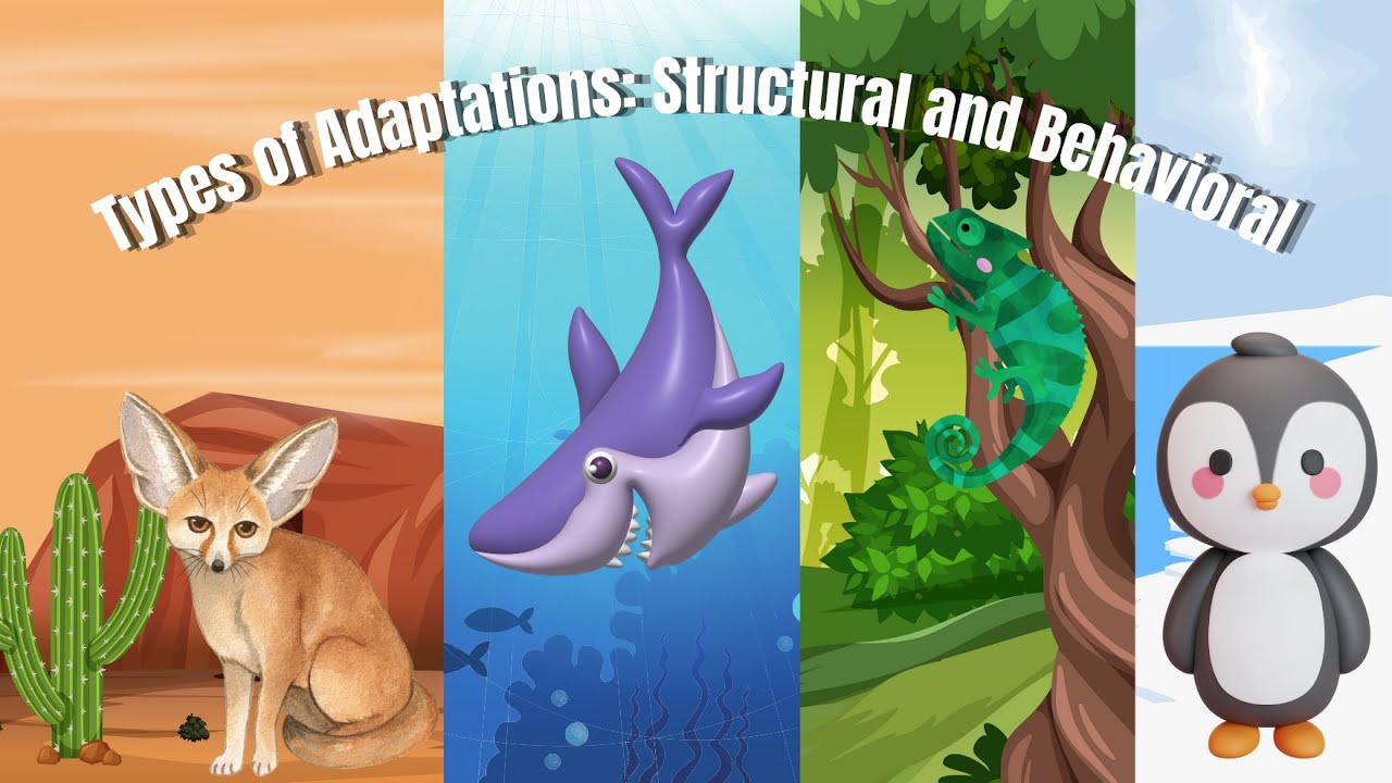 Primary 4 - Lesson 2 - Types of Adaptation - YouTube