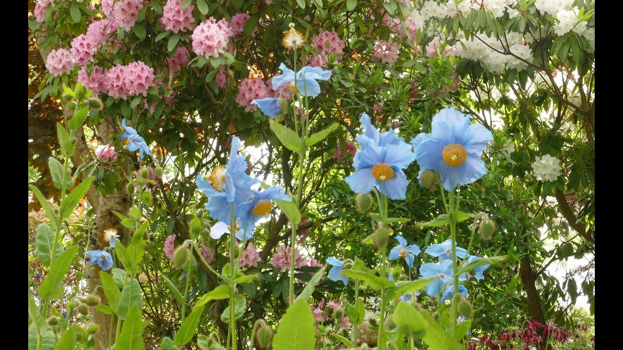 Bulb Log Video Diary Supplement A walk in the garden at the start of ...