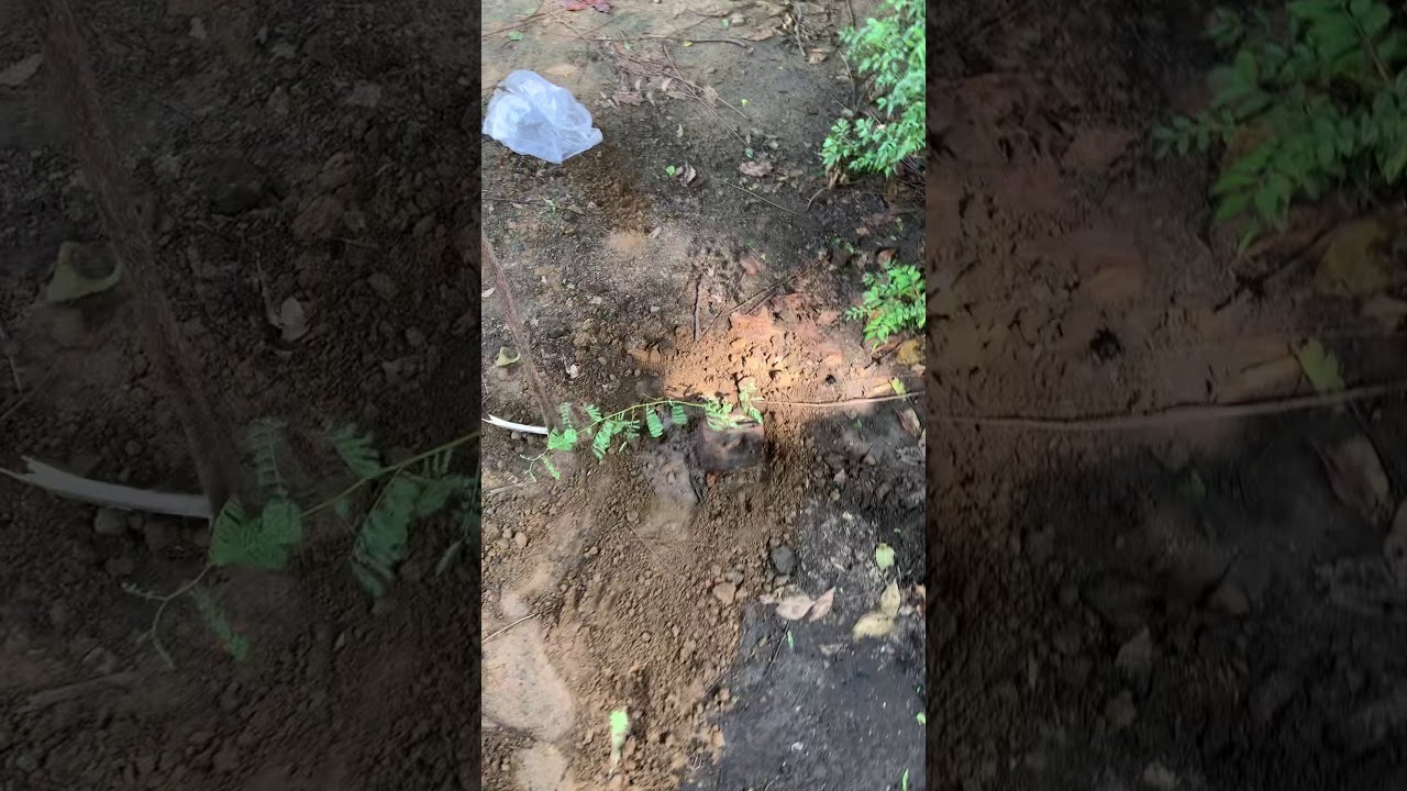 Planting khair tree - YouTube