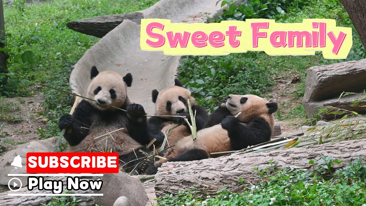 【Life Of Returnee Pandas】Episode 44 The Sweet And Lovely Su Lin Family ...