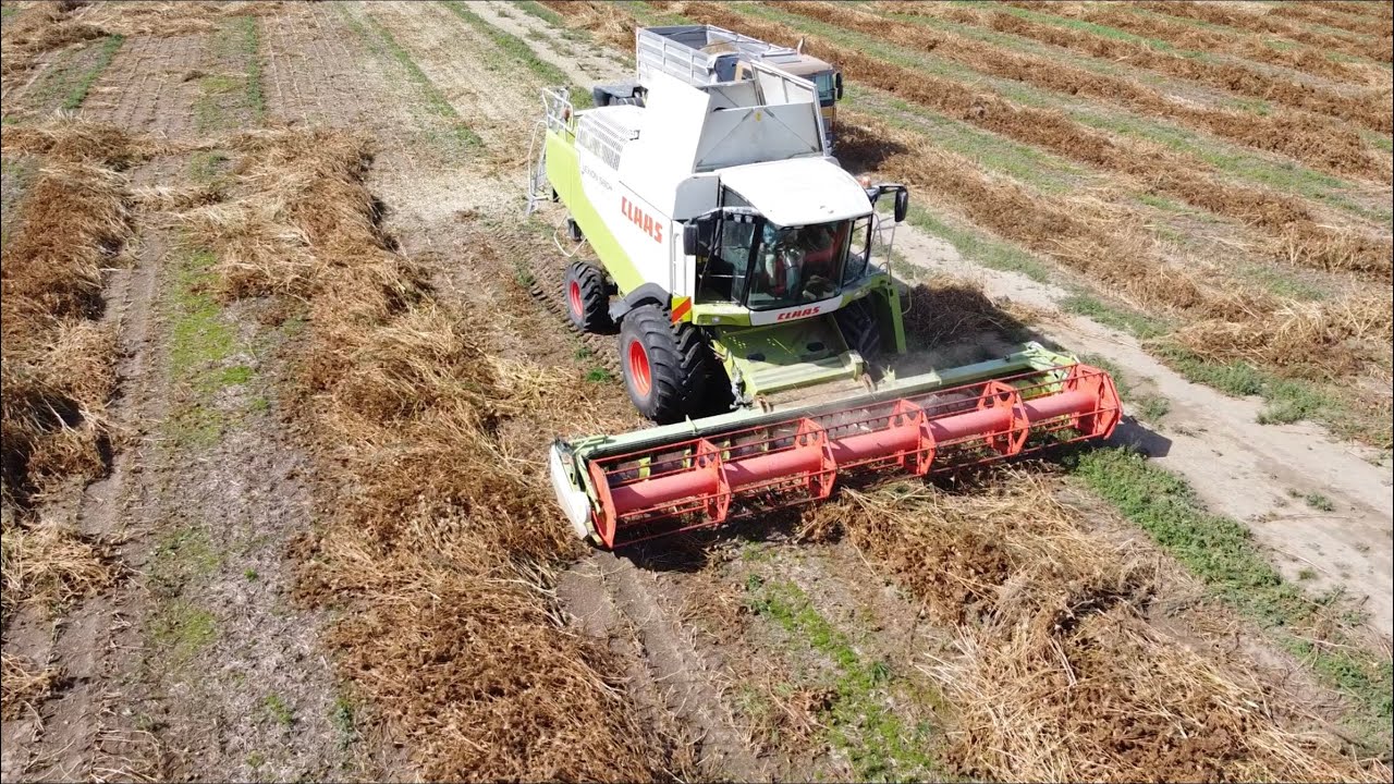 Harvesting Carrots Seed With A Claas Lexion 580 And John Deere Sts Part 1 Youtube