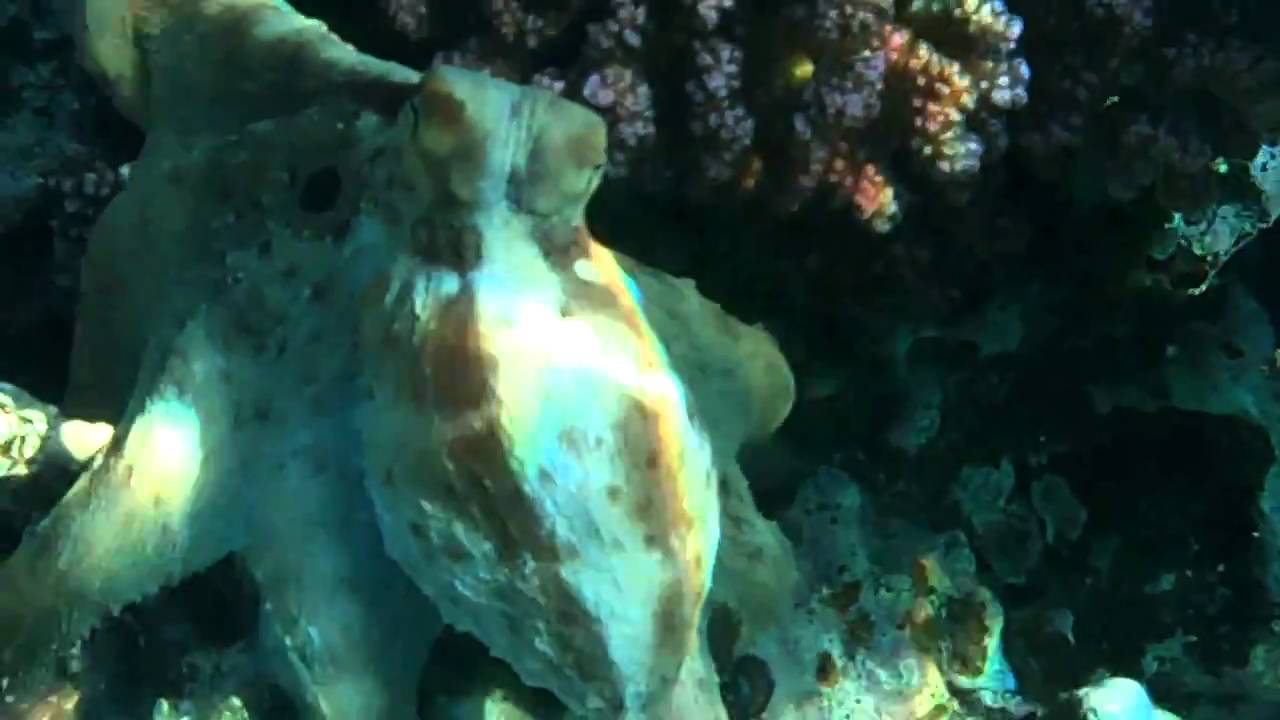 Octopus Morphing Dahab 2010 - YouTube