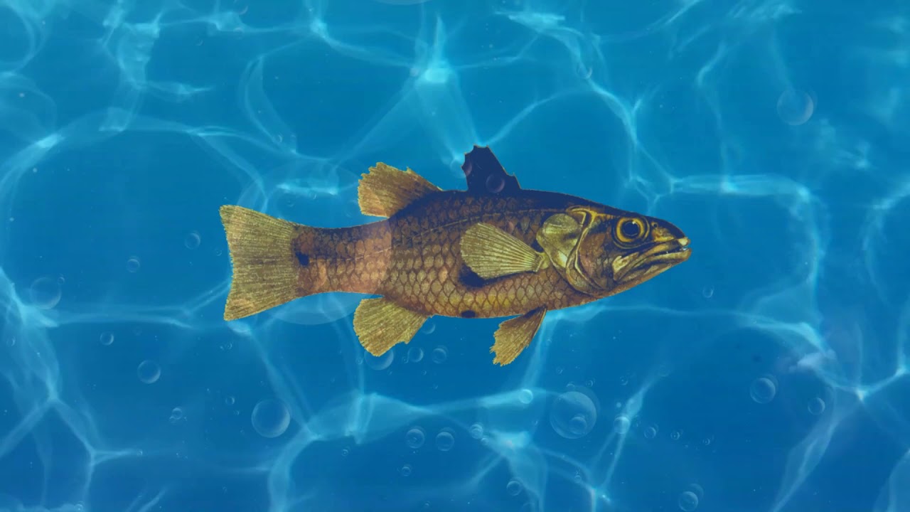 Animated fish in the sea. - YouTube