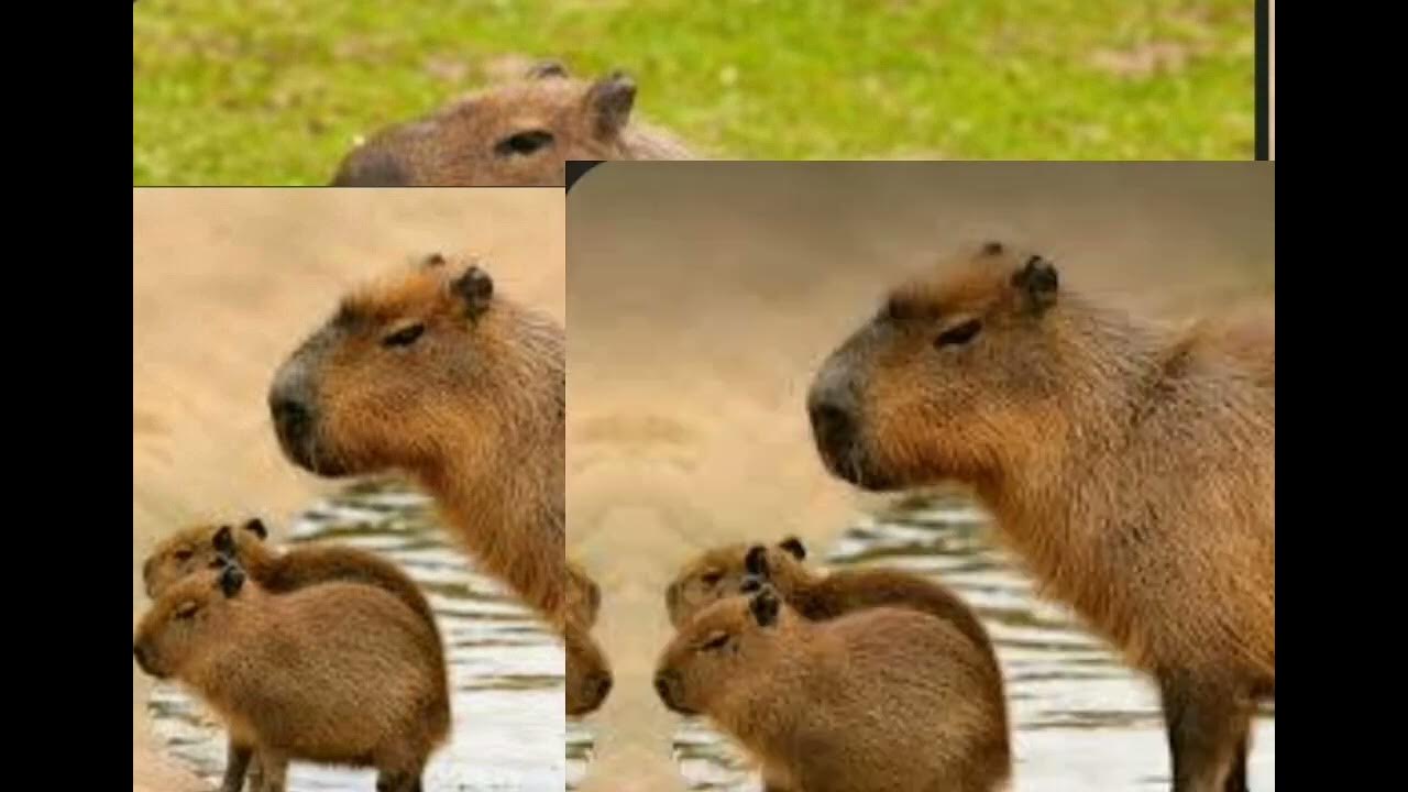 (All episodes) Of the Capybara Seasons - YouTube