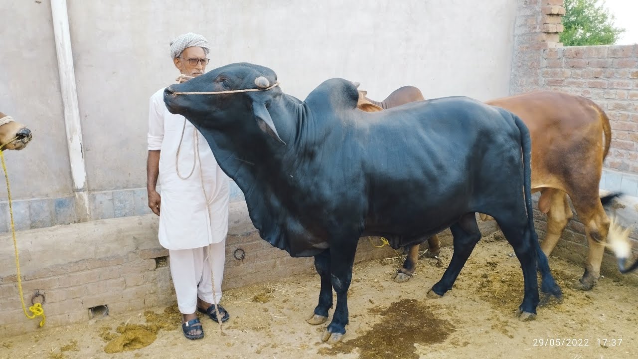 Beautiful Bachra Farming || Black Beauty || Gakhar Cattle Farm Kuthiala ...