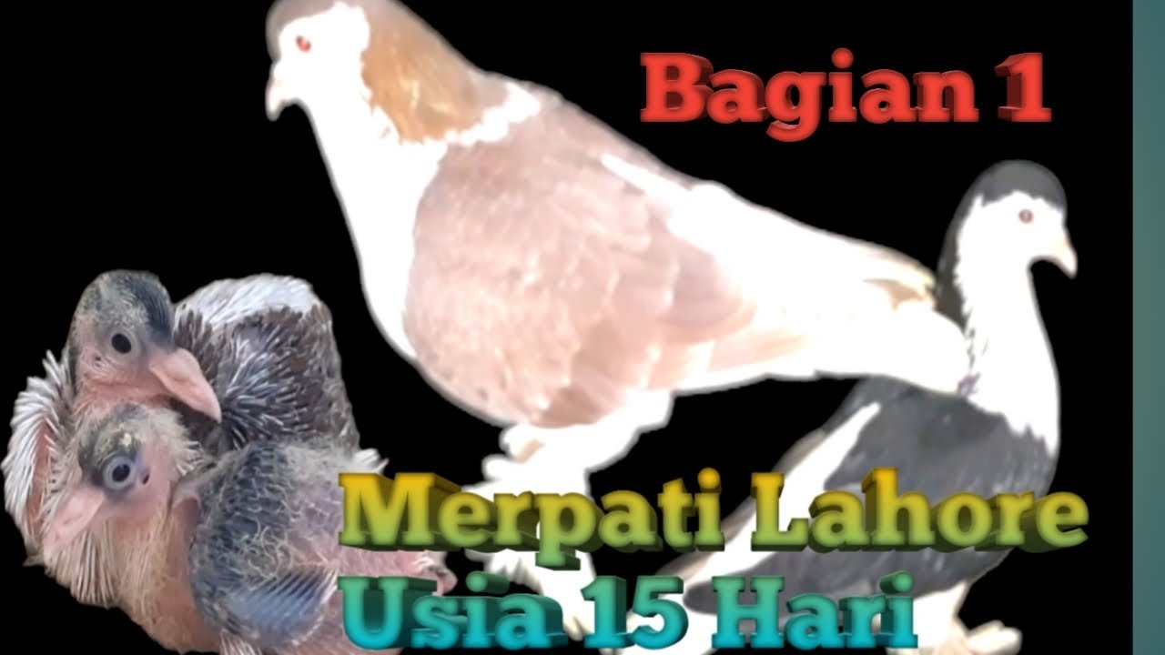 Burung Merpati Lahore Usia 15 Hari | Part 1 - YouTube