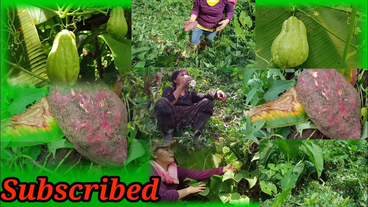 The giant camote( rootcrops) and vegetables - YouTube