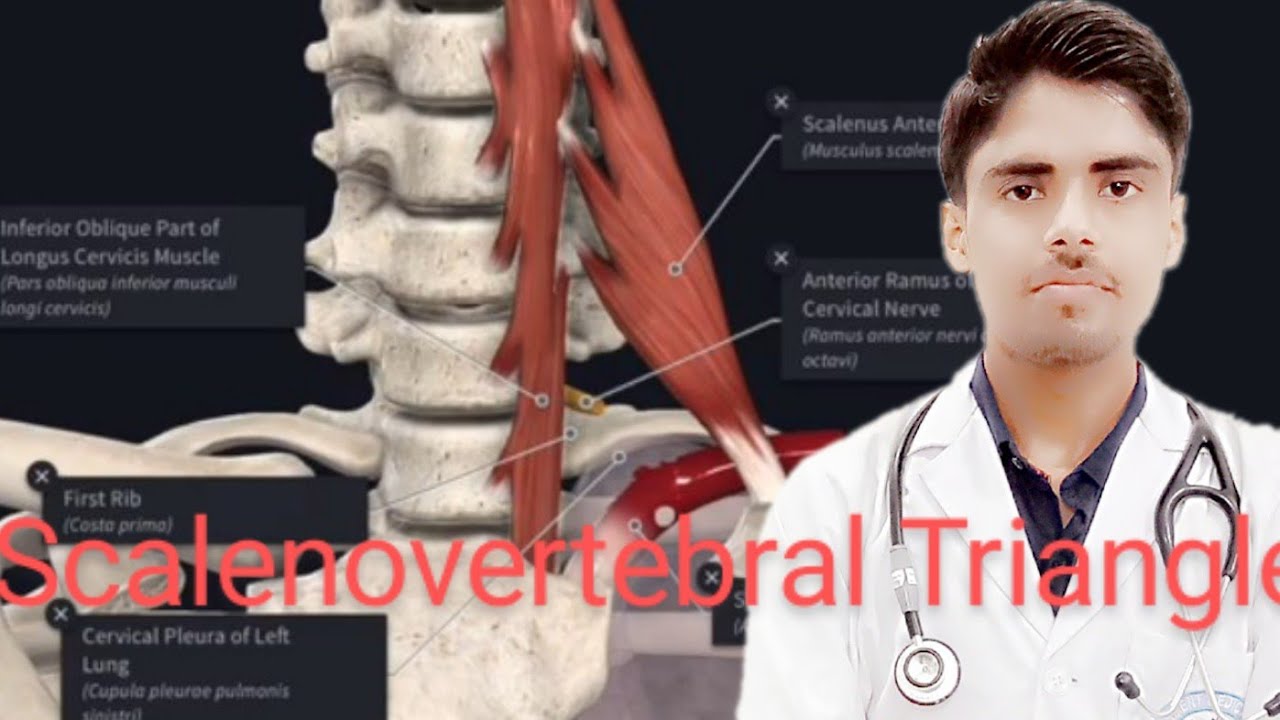 Scalenovertebral Triangle/Boundaries of Scalenovertebral Triangle ...