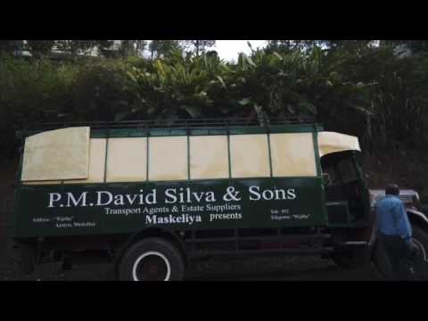 PMD Tea - Upcot Dairy Maskeliya - YouTube