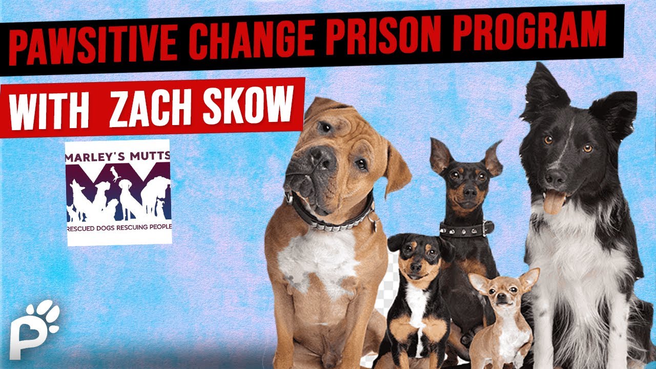 Pawsitive Change Prison Program | Zach Skow | Pawareness Podcast Ep. 23 - YouTube