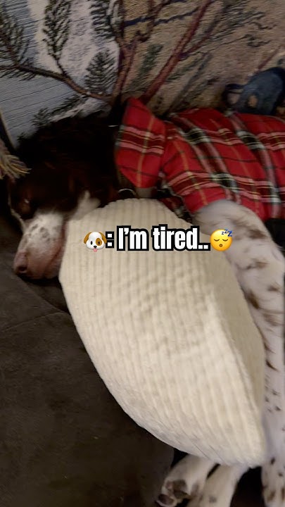 I’m tried..🥱 #dog #puppy #dogshorts #shortsfeed #funnypets #cutedog #fyp - YouTube