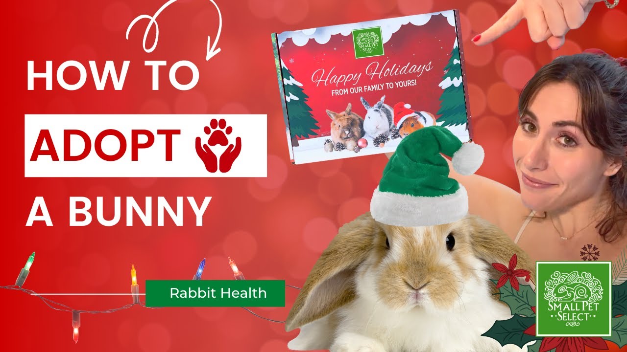 Everything You Need To Know When Adopting A Rabbit (With A Special ...
