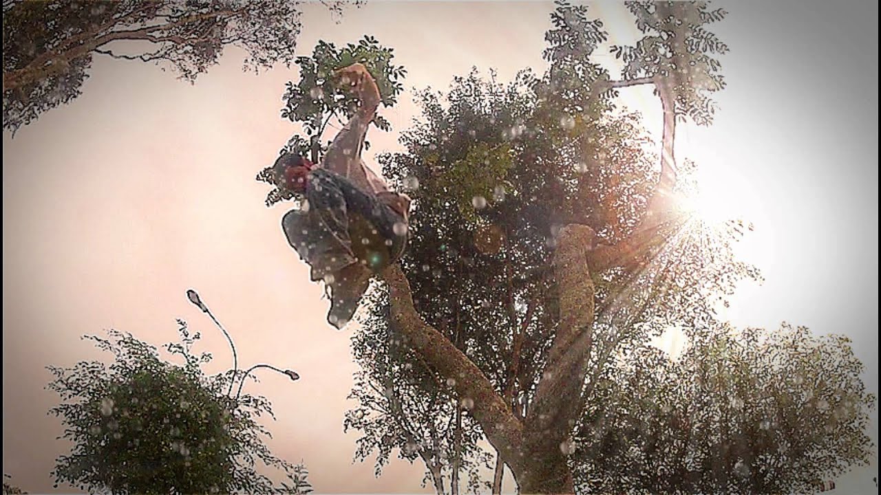 slow jump tree - YouTube