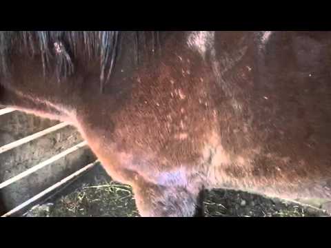 Botulism horse - muscle fasciculation symptom - YouTube