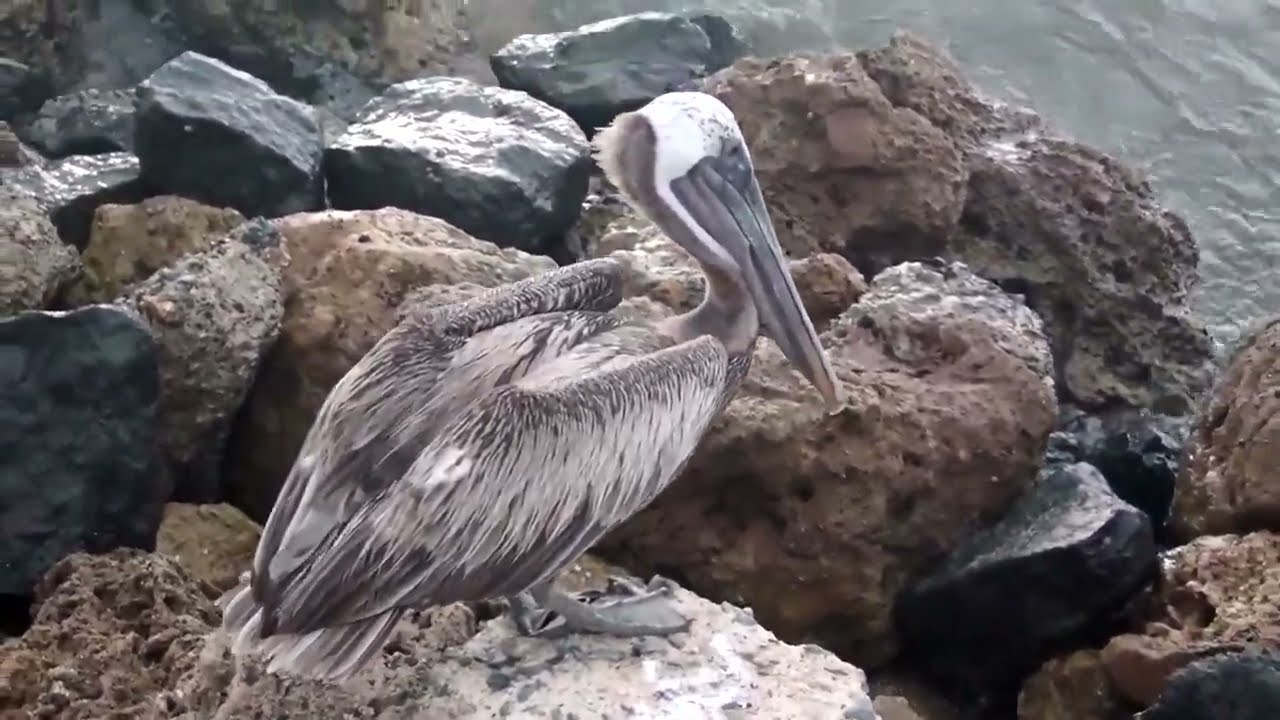 Brown Pelican / Pelícano o Alcatráz (Pelecanus occidentalis) - YouTube