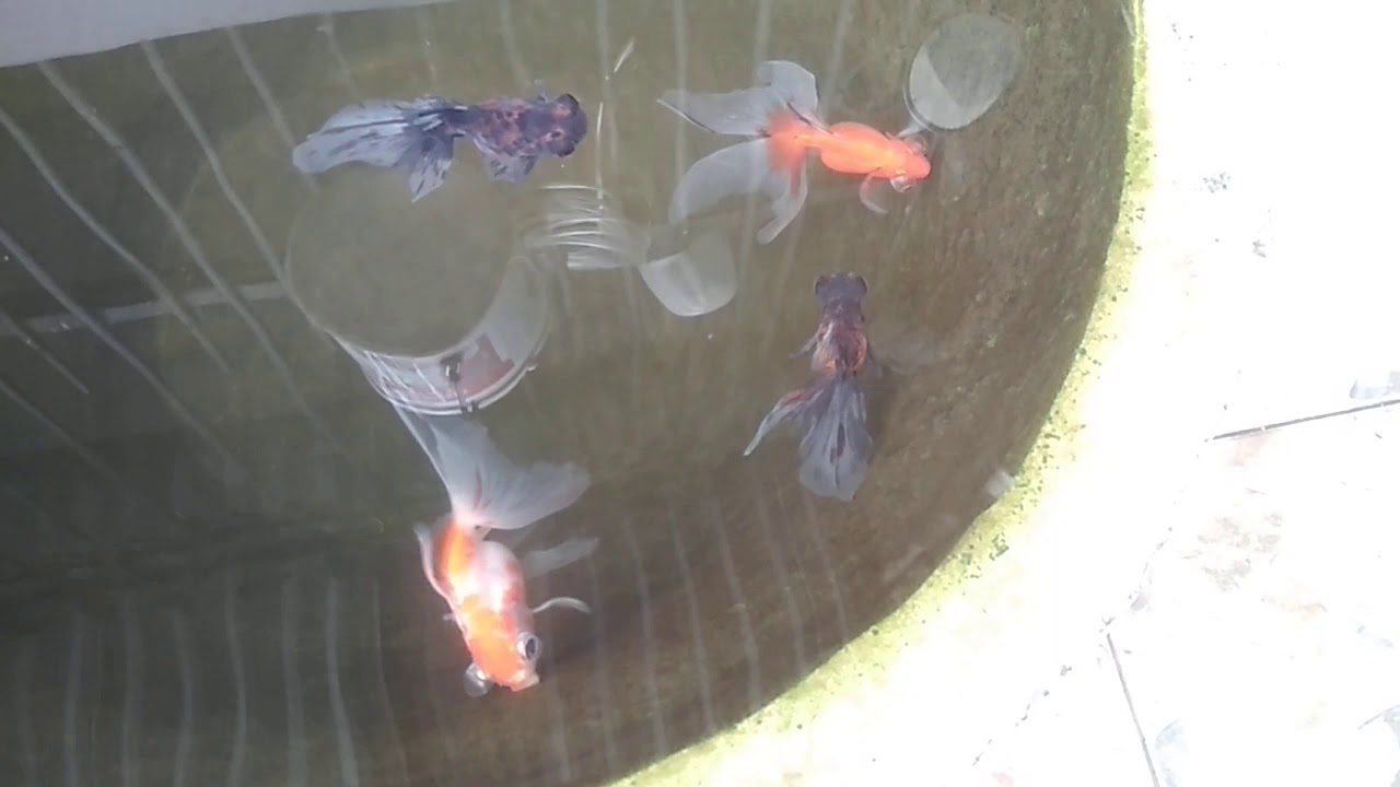 Ikan Mas Koki Bali dalam Gentong - YouTube