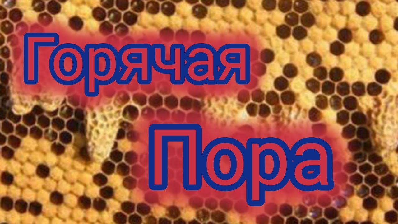 Горячая пора 🐝🐝🐝 - YouTube
