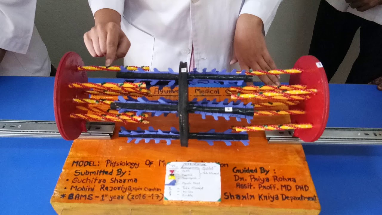 Sarcomere model - YouTube