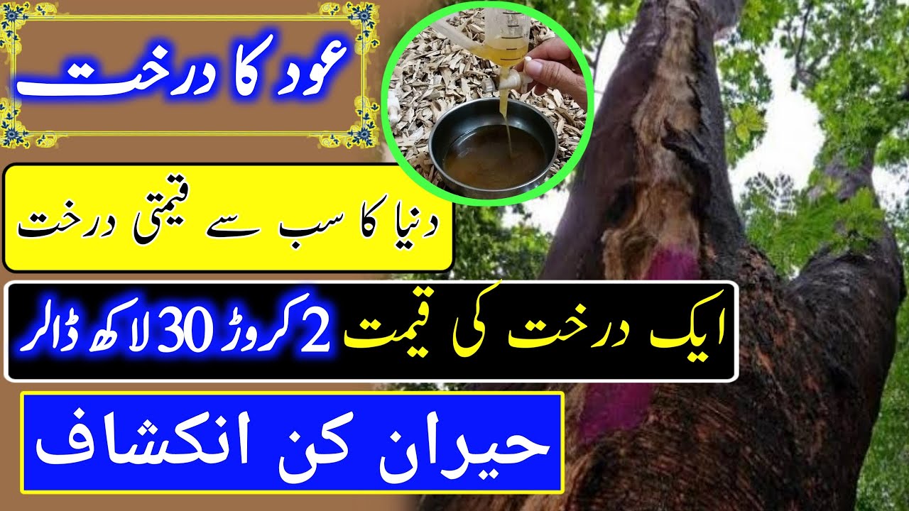 Why Agarwood Is So Expensive ? || uod - YouTube