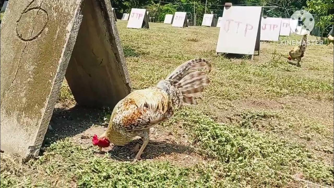 JTP GAMEFARM arayata brood materials - YouTube