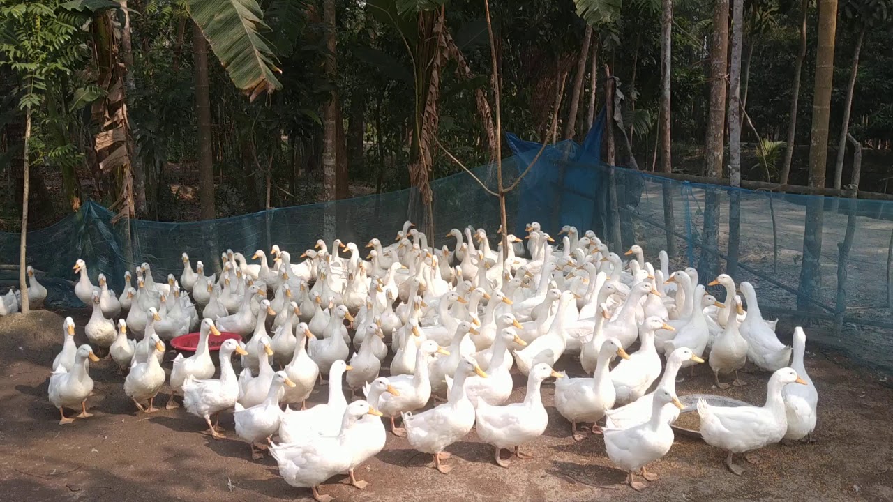 Ducks Of Baiging It Grow Of Bangladesh|| Hash © Murgi Barisal ...