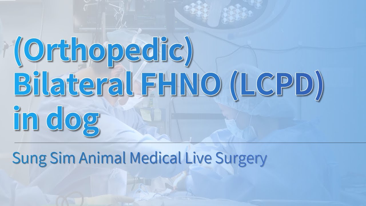 [Warning] (Orthopedic) Bilateral FHNO (LCPD) in dog Sung Sim Animal ...