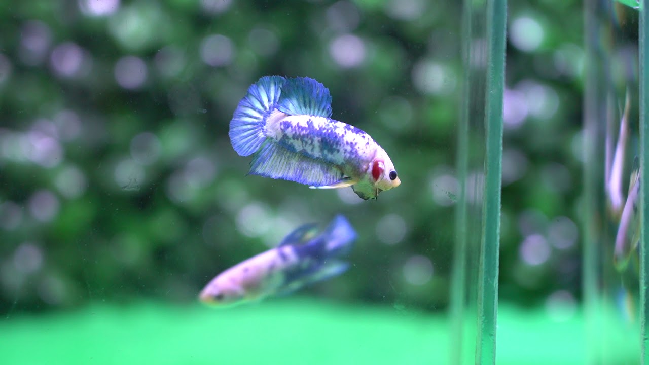 Betta USA Live Betta Fish Blue Marble Dragon MAR 33 - YouTube