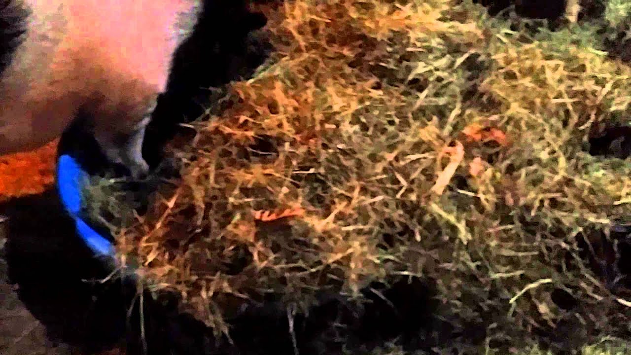 Amy&LaFawnda Into Mischief Again - Redirect - YouTube