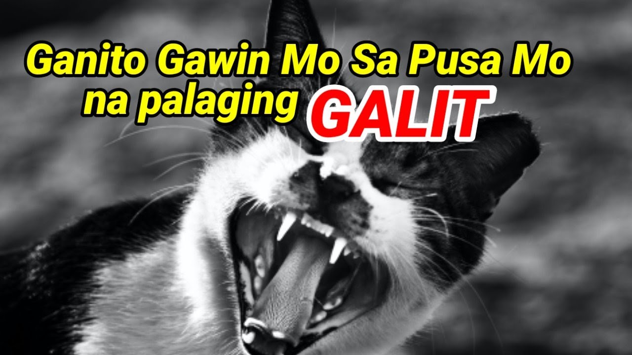 Ganito ang gawin mo sa PUSANG LAGING GALIT! Dahilan kung bakit laging ...