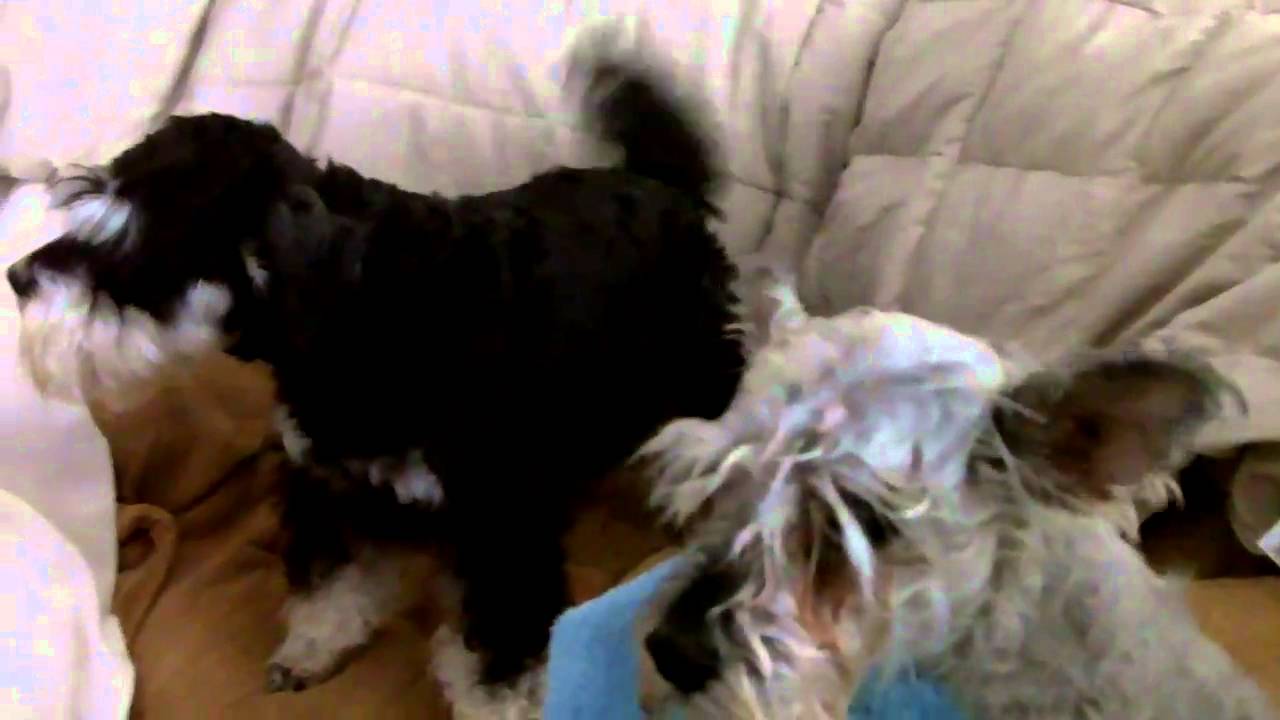 Our Schnauzer Kids Playing - YouTube