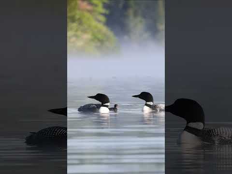 Common loons calling - YouTube