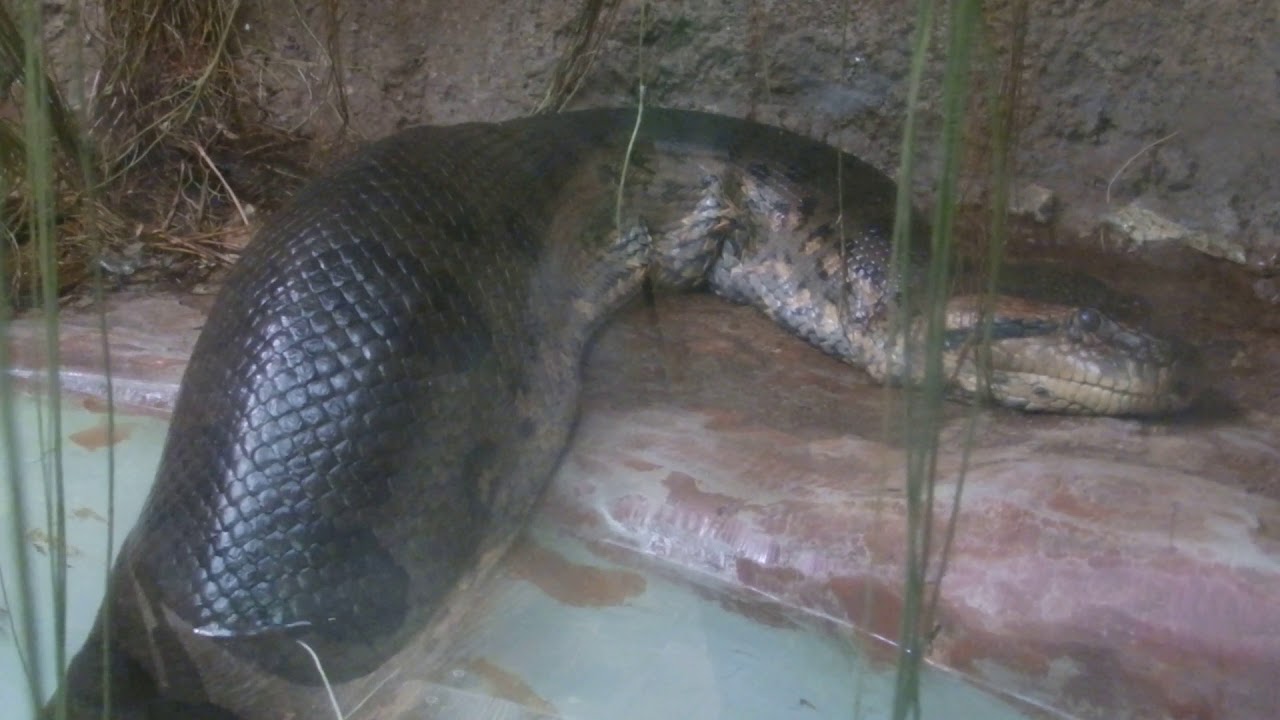 Anaconda at Riverbanks Zoo - YouTube
