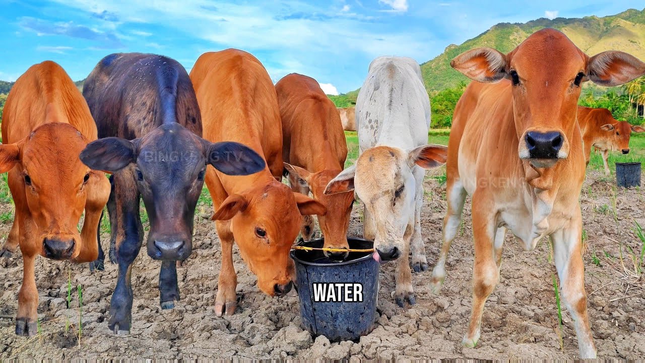 Sapi Lembu Jinak yang Sehat minum air di sawah ramai-ramai - memberi ...