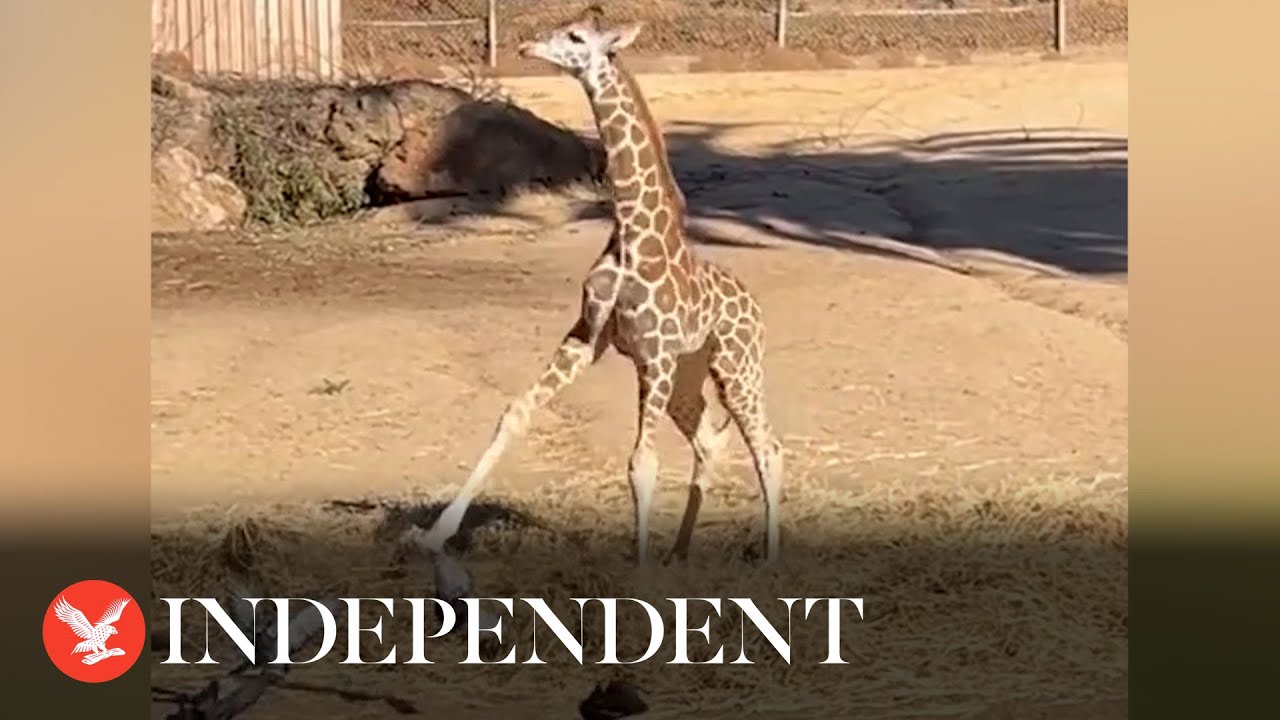 Baby giraffe sneaks up on pigeons in playful jump at California zoo ...