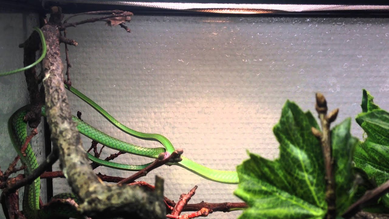 Philothamnus punctatus mating - YouTube