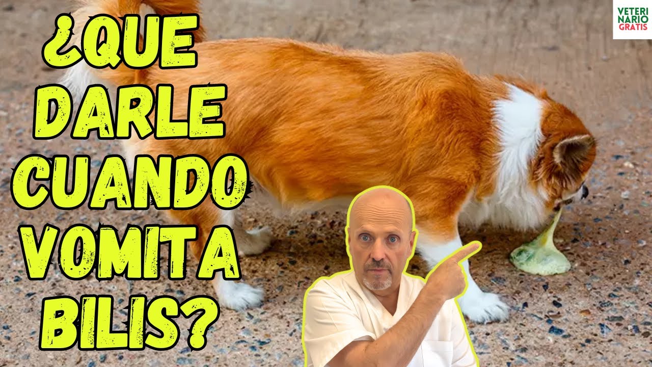 🆘 ¿QUE DARLE A UN PERRO CUANDO VOMITA BILIS? 🆘 - YouTube