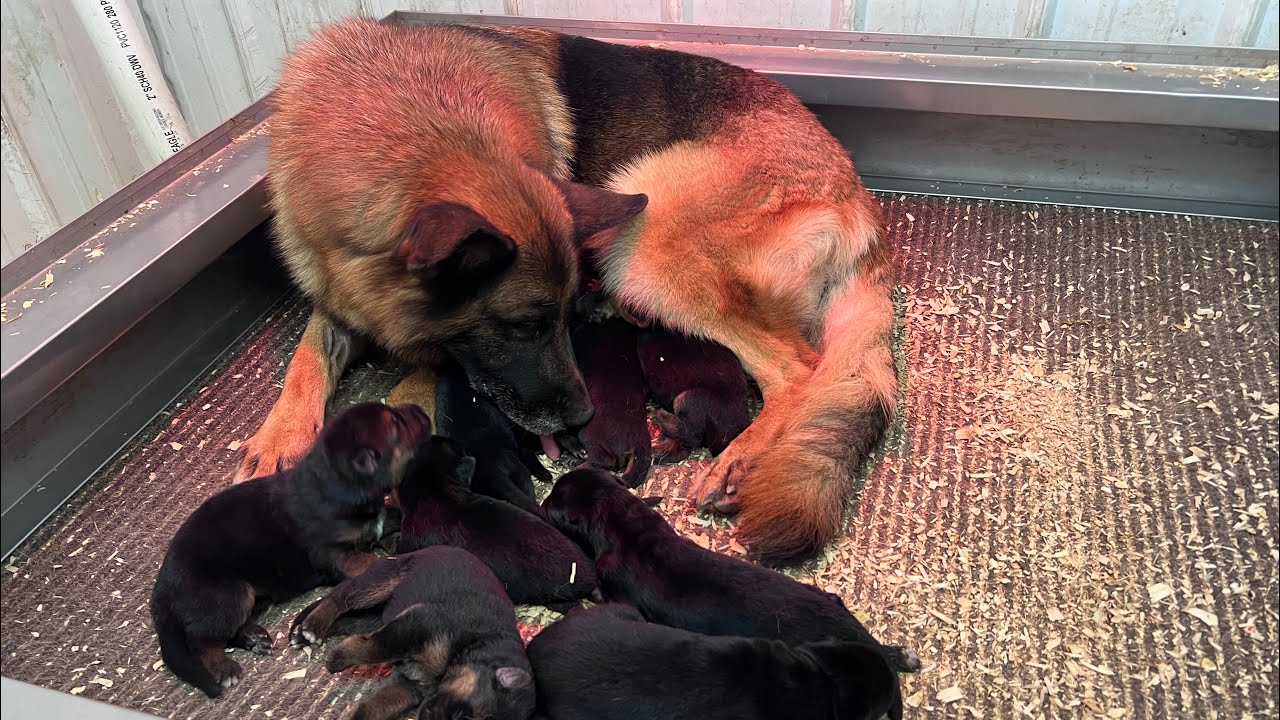 Amazing German Shepherd puppies - YouTube